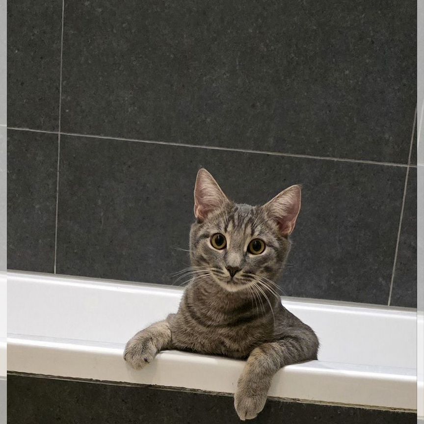 Кот 1 год