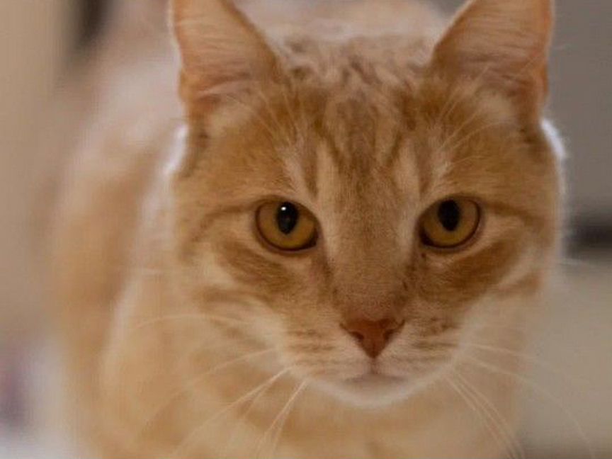 Классный кот с потрясающим характером