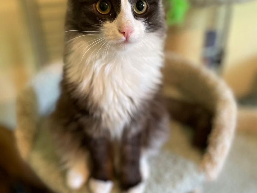 Котята