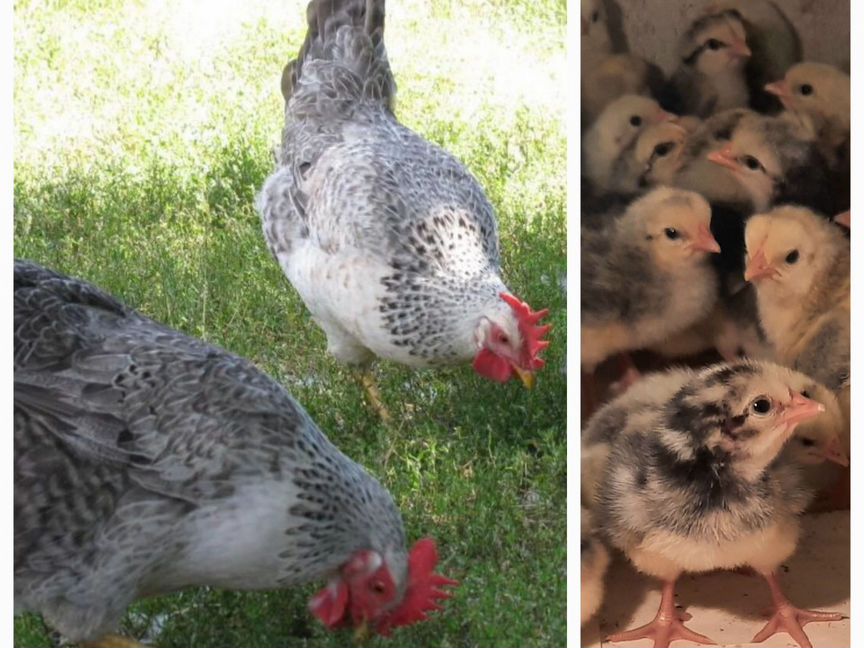 Цыплята Барковские Барвистая