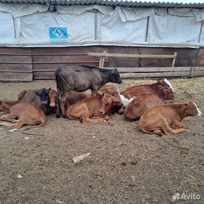 Спочно продаются телята