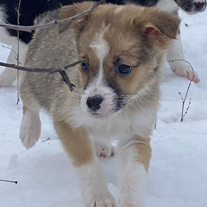 Щенок в добрые руки