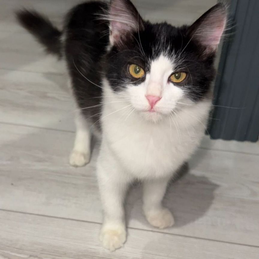 Котята, мальчик и девочка, около 4 мес