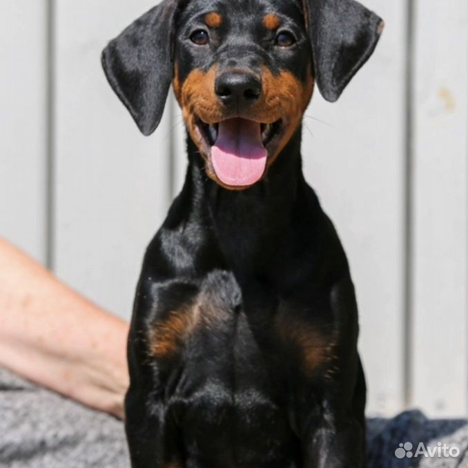 Немецкий пинчер стандартный