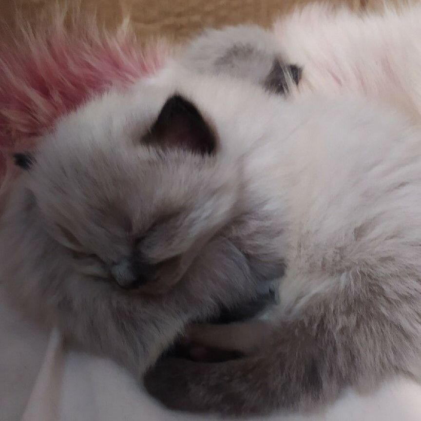 Котята породы Кимрик (рампи, райзер, стампи)