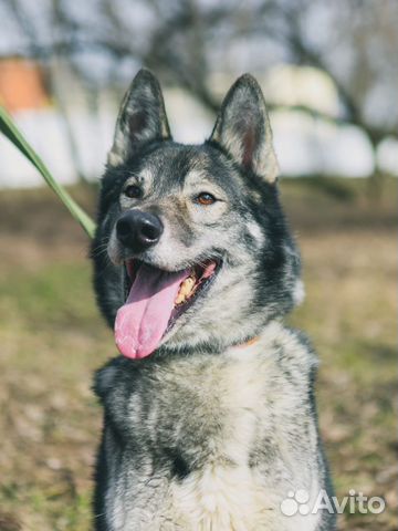 Собака в дар, Гром