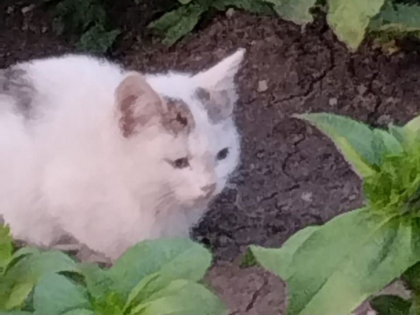 Котенок девочка в добрые руки