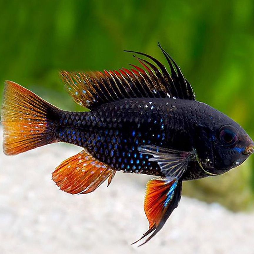 Аквариумные рыбки "Апистограмма Темный рыцарь"