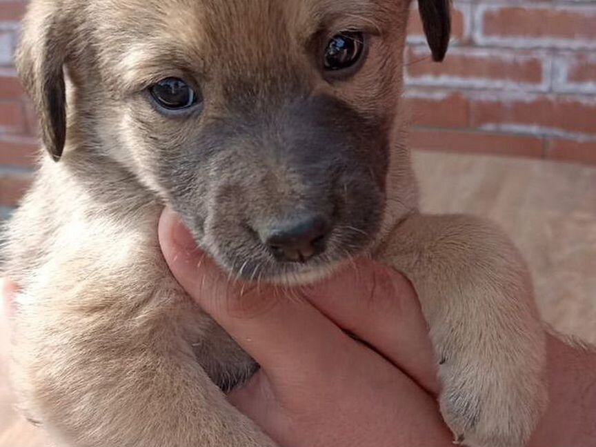 Щенок в добрые руки бесплатно