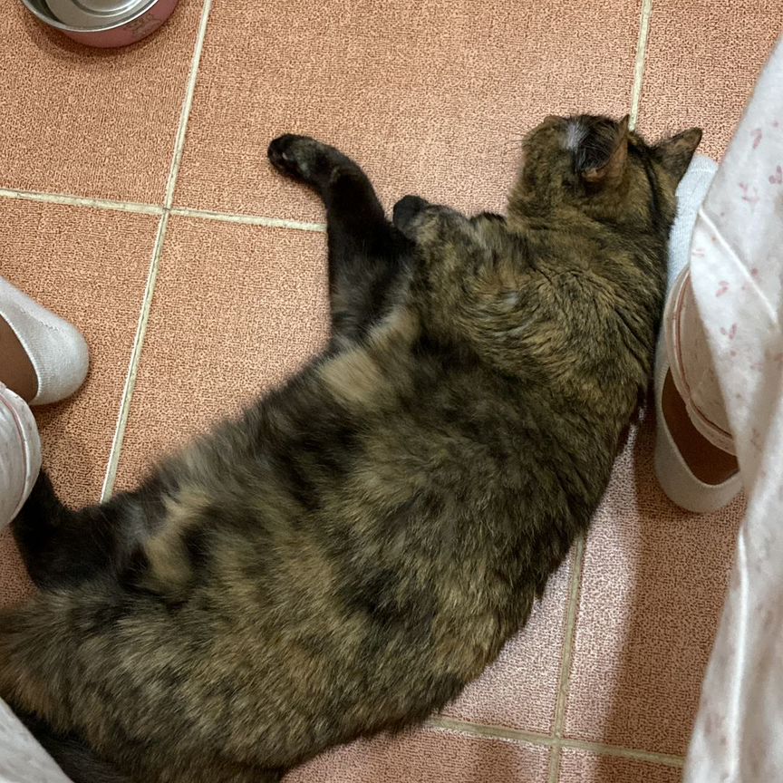 Кошечка Муся отдадим в добрые руки