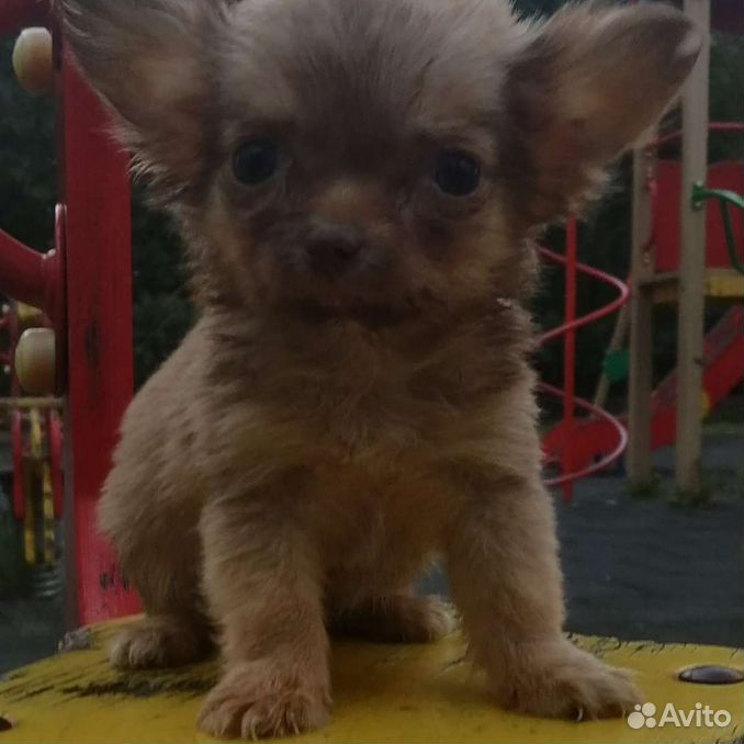 Чишка -малышка