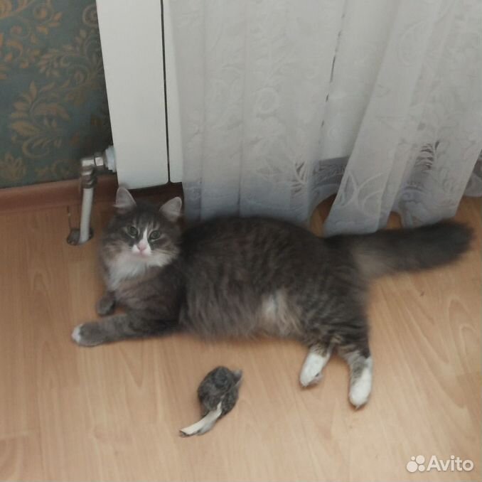 Продаётся метис манула в связи с переездом