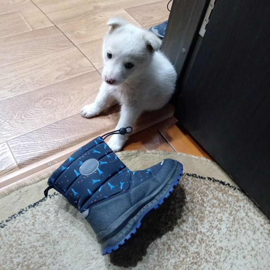 Щенок 1,5 месяца. Окрас белый. Мальчик