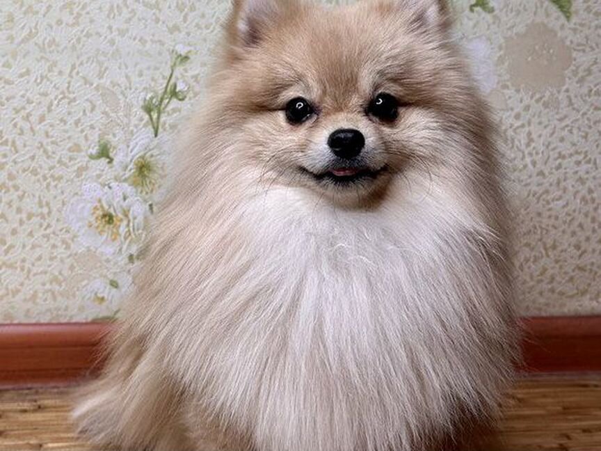 Мини шпиц