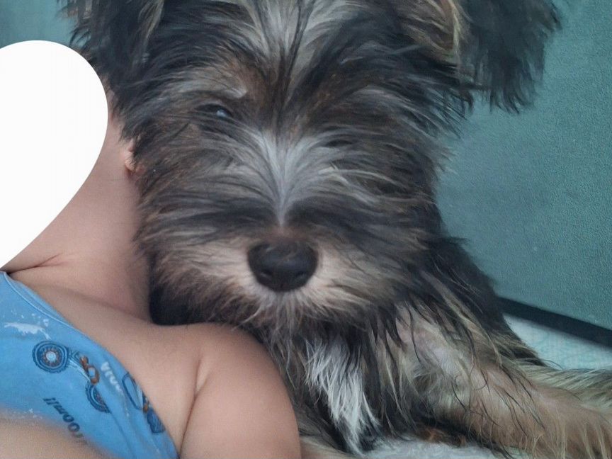 Йоркширский терьер