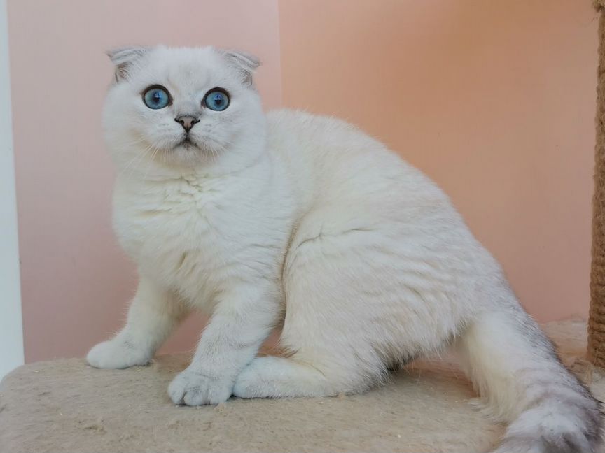 Сладкая плюшка