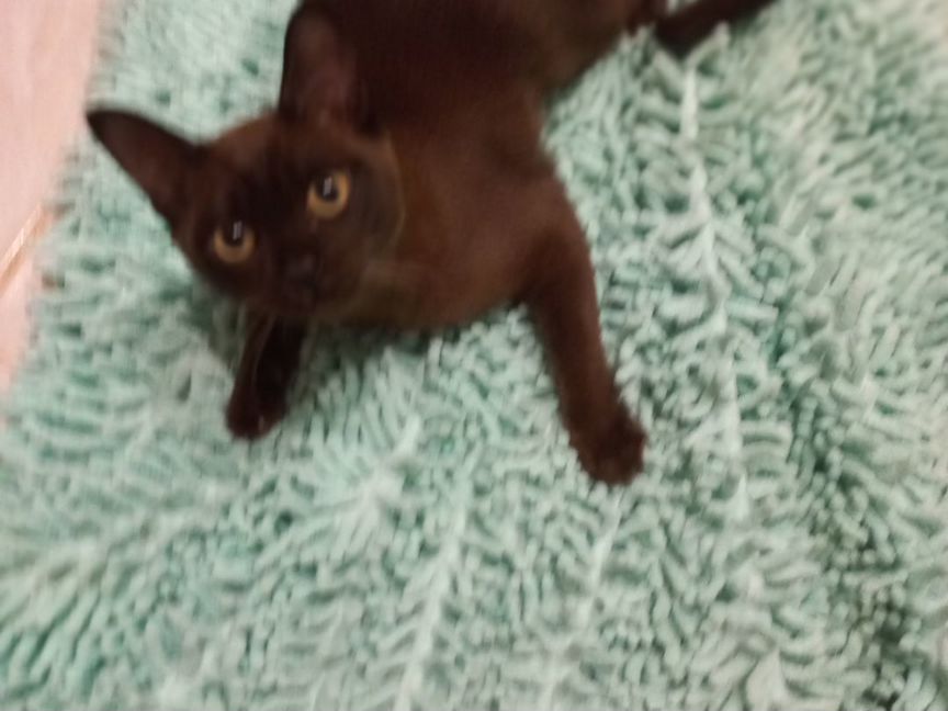 Бурманские котята