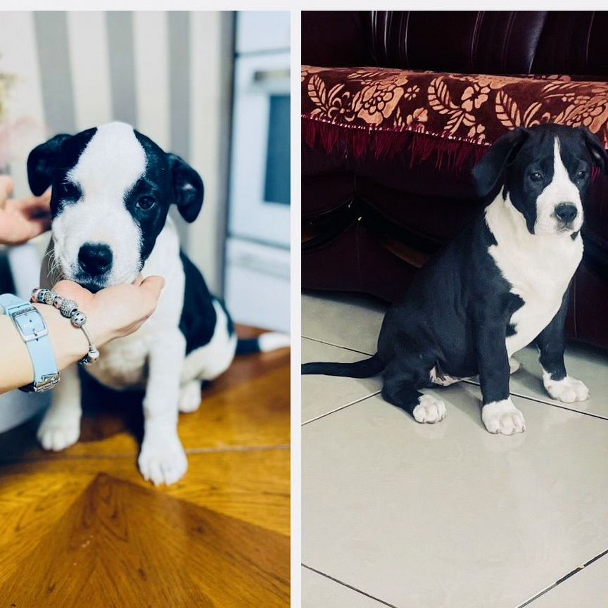 Американский стаффордширский терьер, щенок