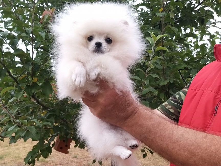 Щенок Померанский Шпиц мальчик