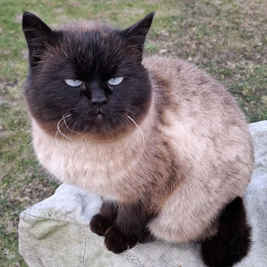 Взрослый кот в добрые руки