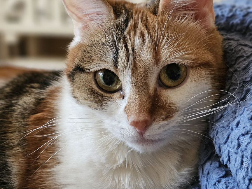 Кошка крысоловка