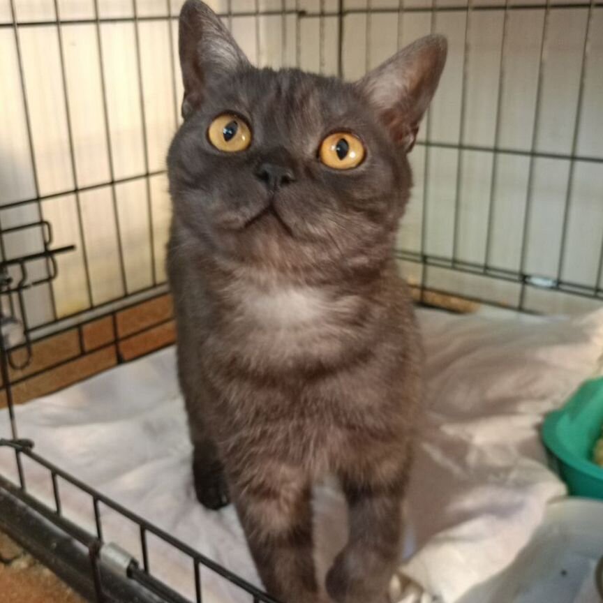 Шотландская прямоухая кошка