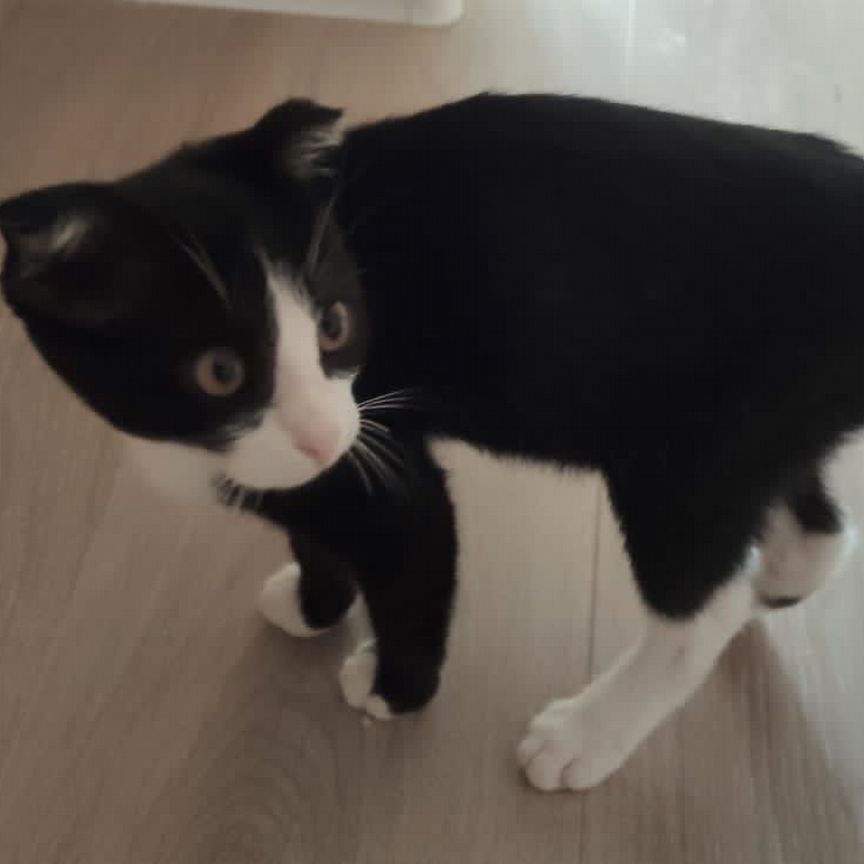 Отдам Котëнка