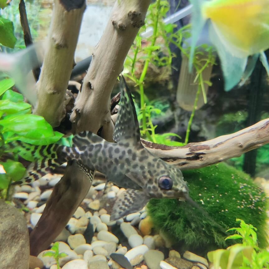 Сом синодонтис