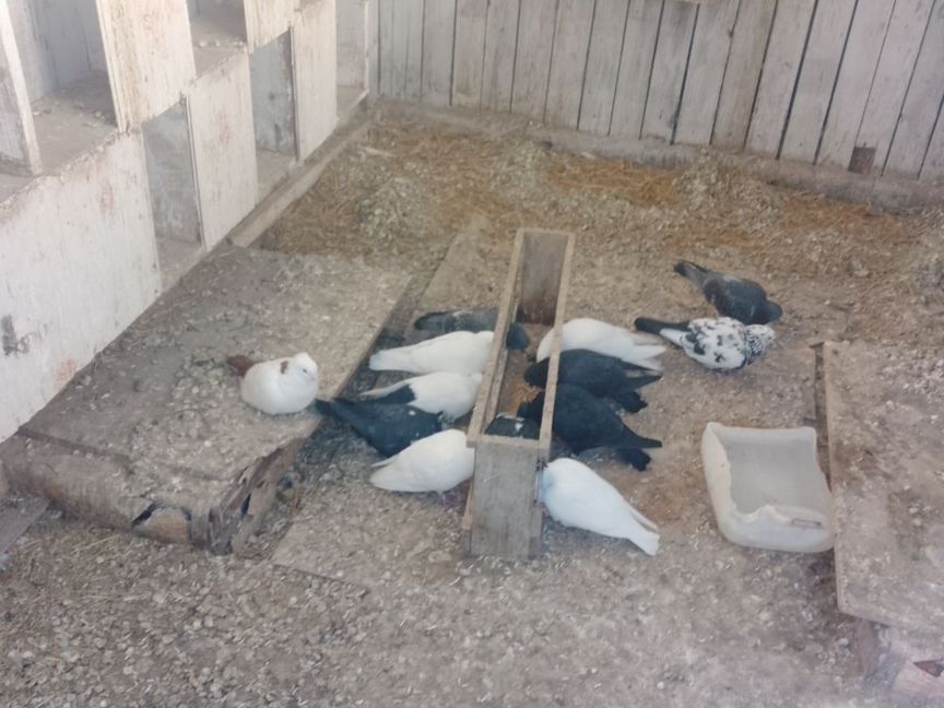 Голуби бакинцы