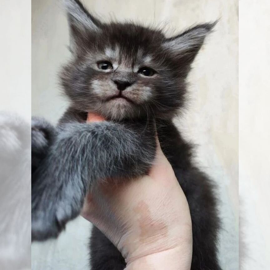 Мейн-кун котёнок