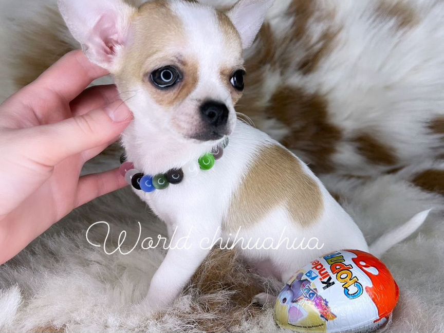 Мини Мальчишка Красавчик