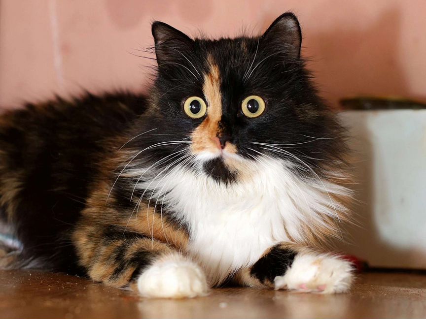 Красивая кошка из приюта,разноцветная пушистая кош