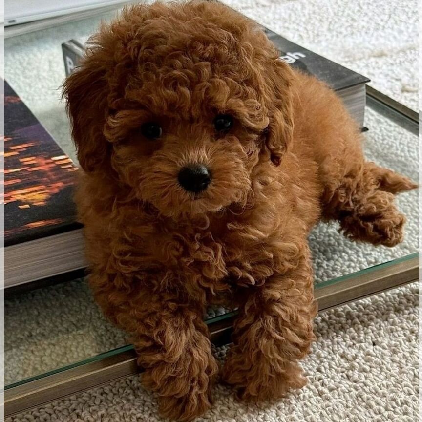 Той-пудель, щенок