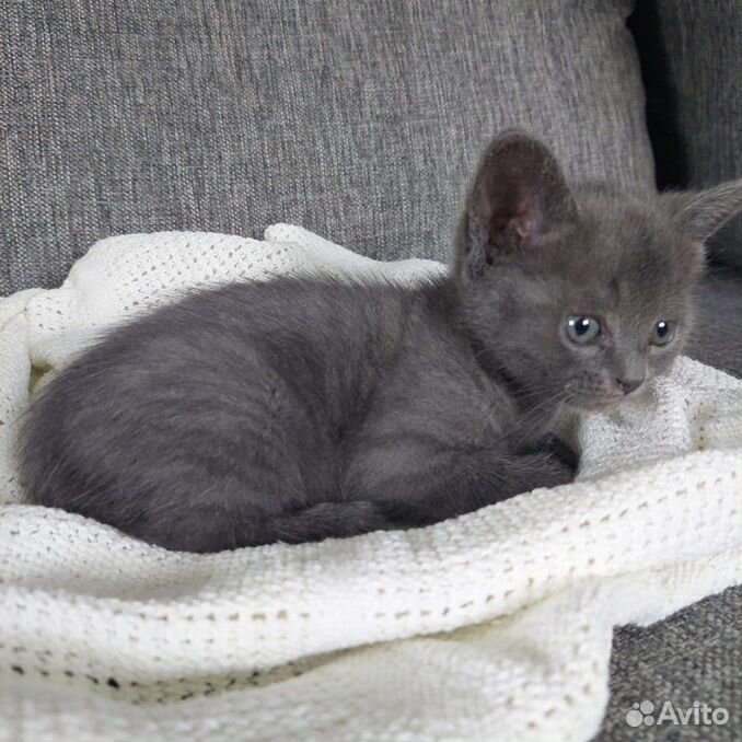 Котенок девочка 6 недель ждет родителей