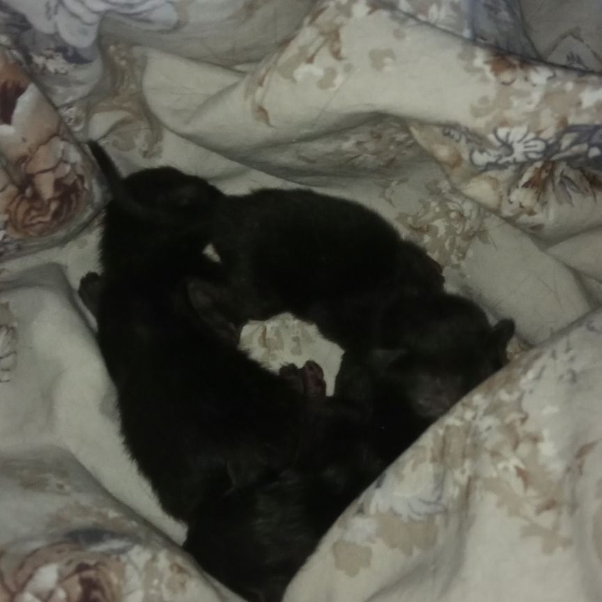 Котята ищут кормилицу