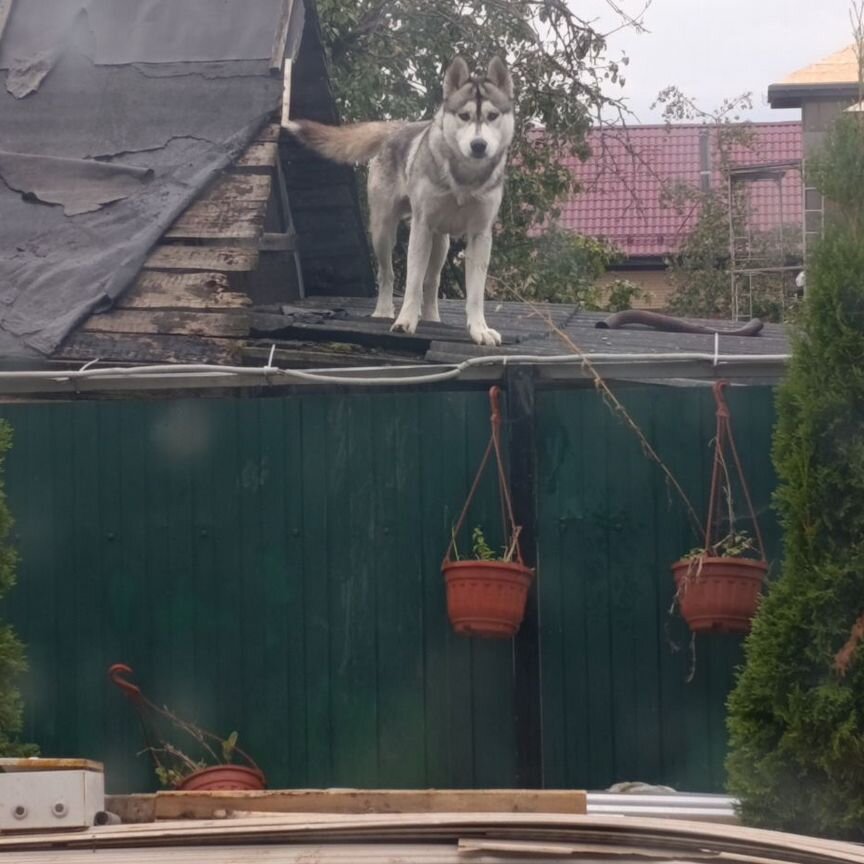 Сибирский хаски, взрослый пёс