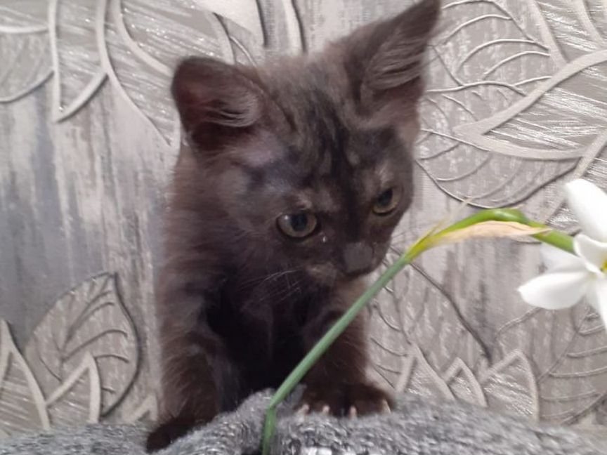 Котёнок Жулия, окрас "чёрный дым"