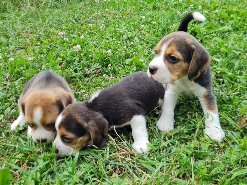 Щенки бигль