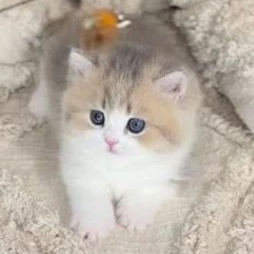 Британский короткошёрстный котёнок