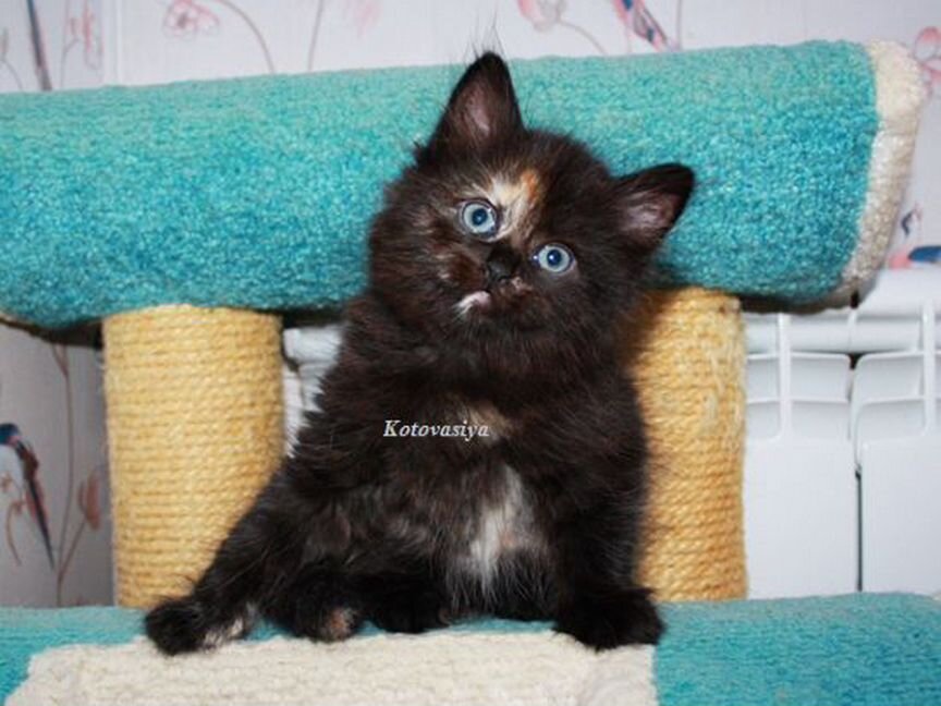 Сибирская кошечка