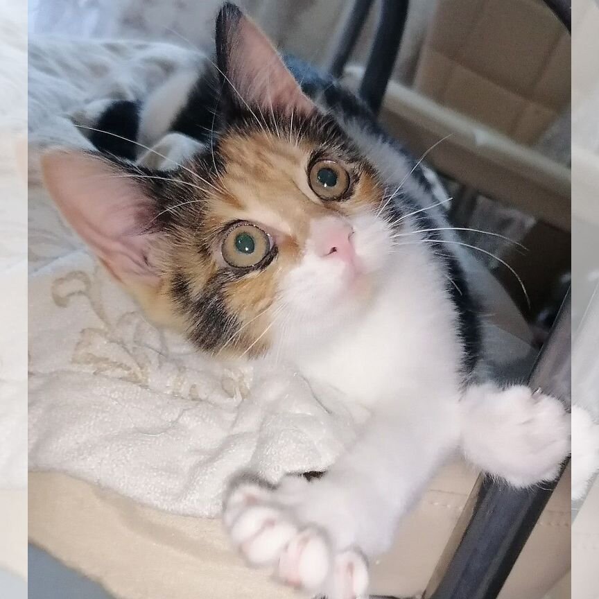 Котята в добрые руки бесплатно девочка