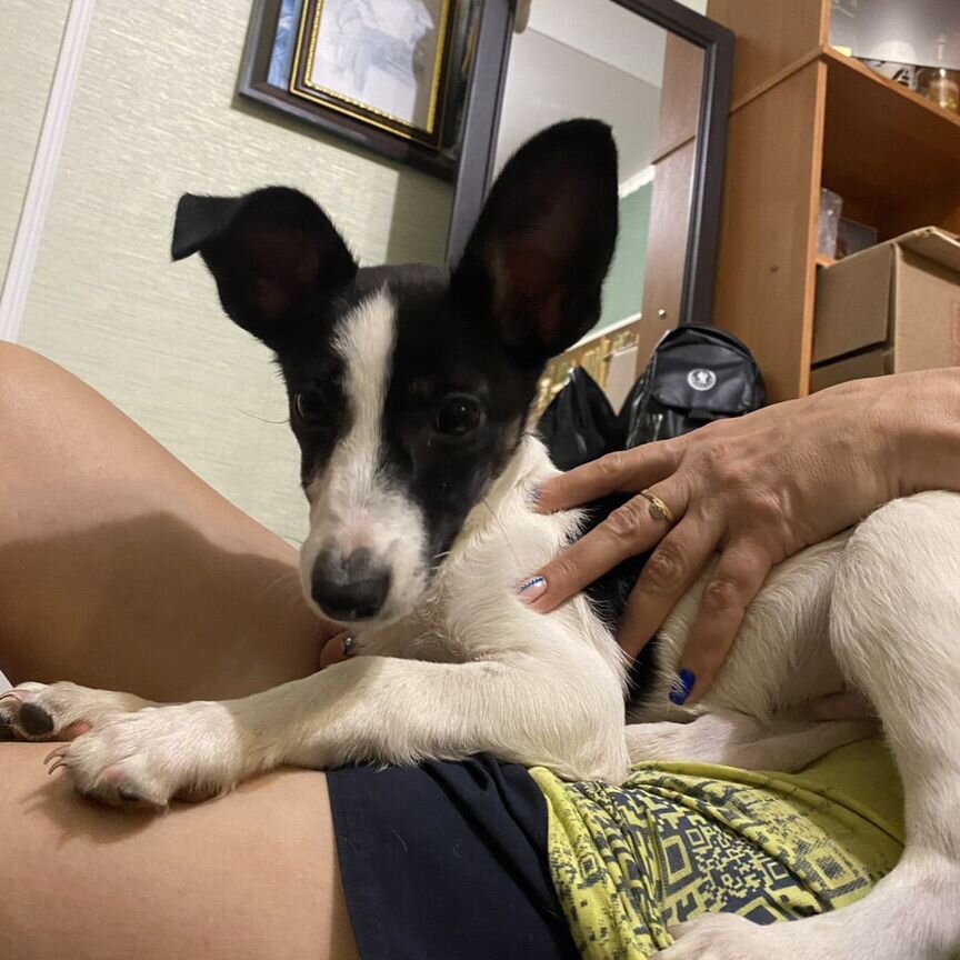 Щенок в добрые руки