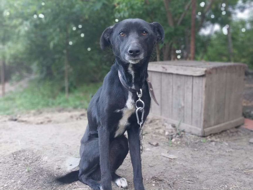 Собака Айка