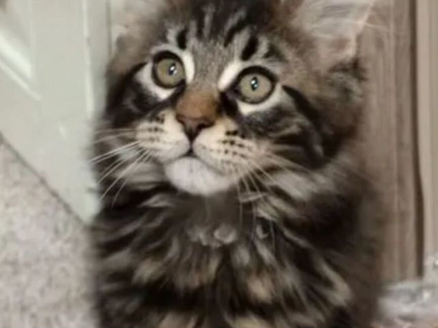 Мальчик Мейн кун, 3,5 месяца