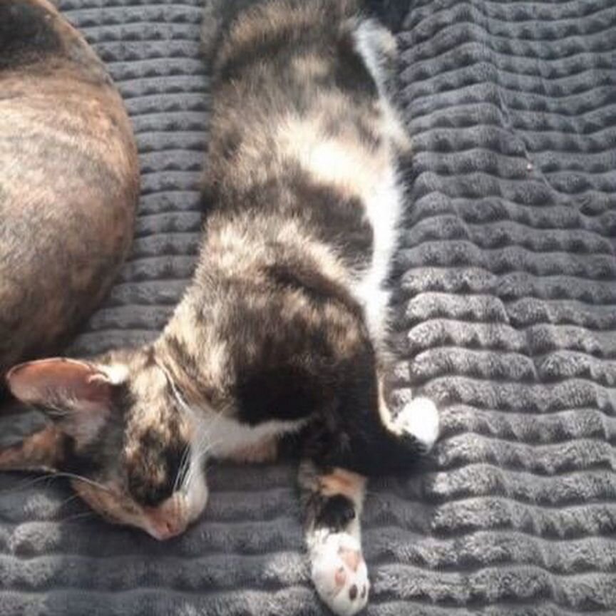 Донской сфинкс