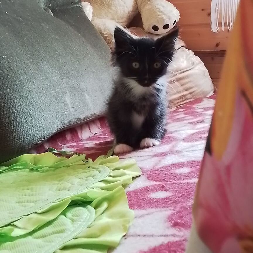 Котенок - шпана Для приручения