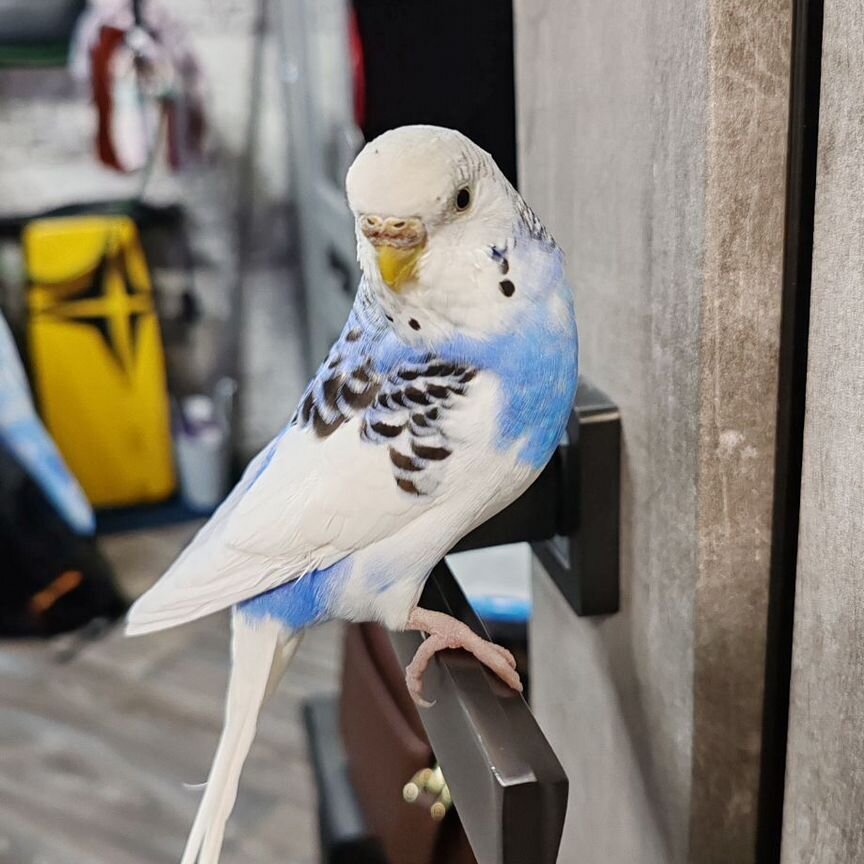 Волнистый попугай