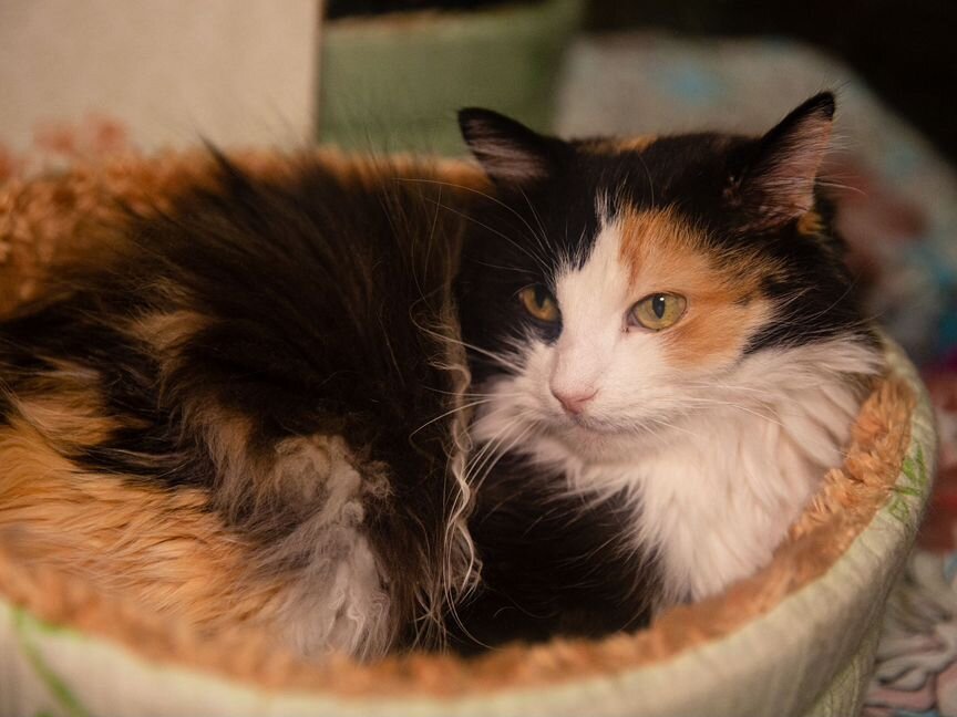 Марго: пушистая трëхцветная / приют