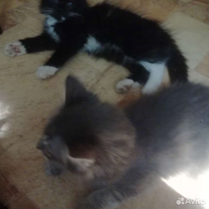 Кошки брат с сестрой