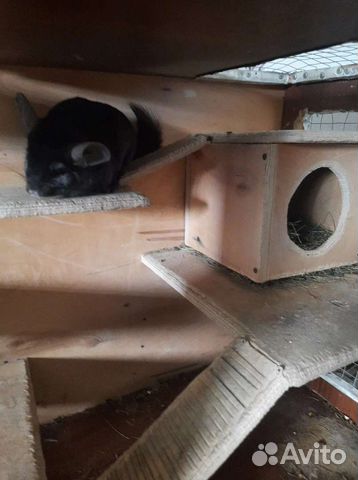 Шиншилла в добрые руки